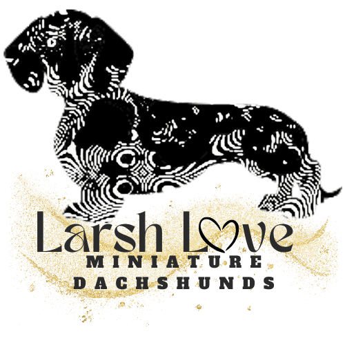 Puppies | Larsh Love Miniature Dachshunds