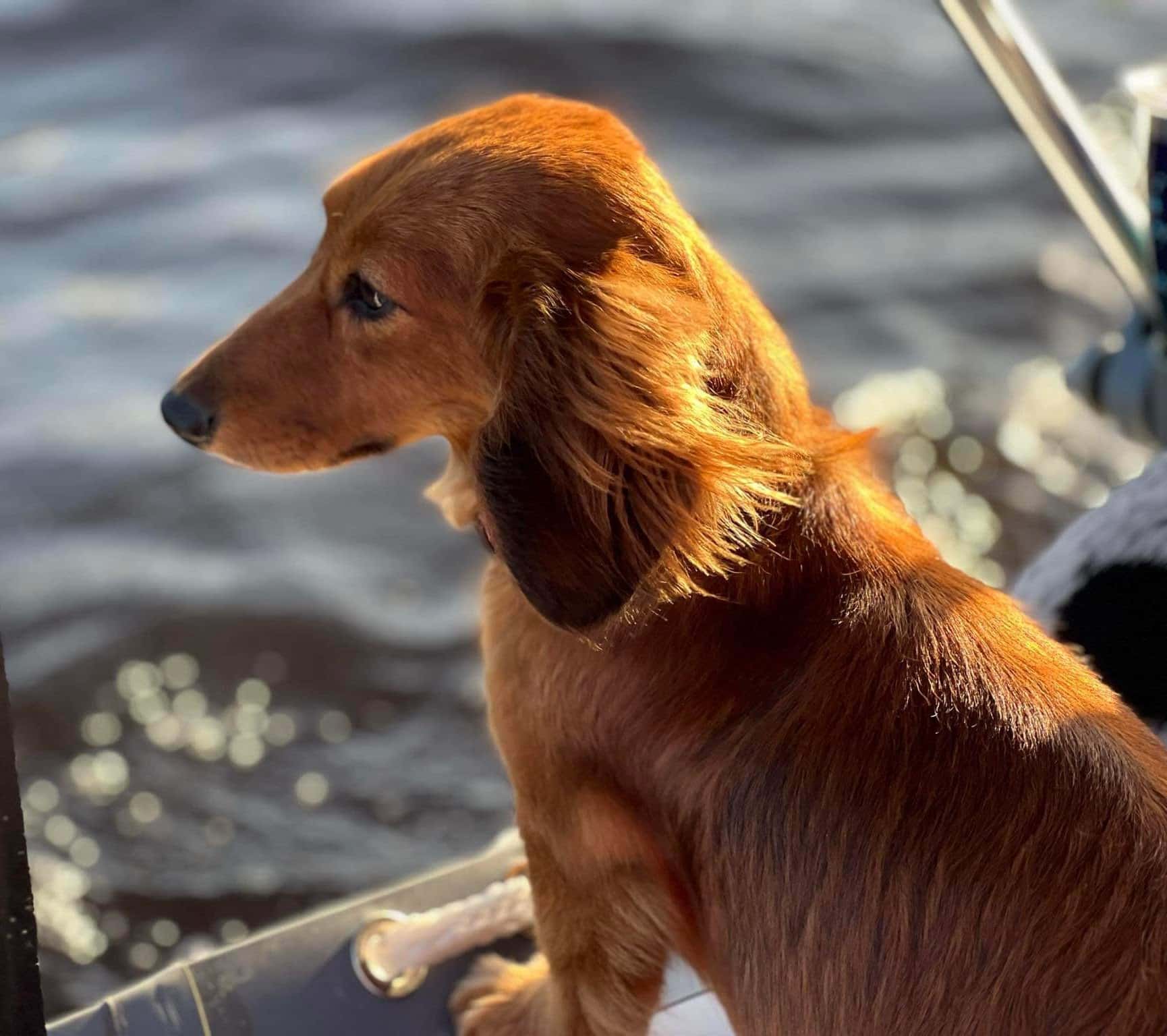 Our Dogs | Larsh Love Miniature Dachshunds