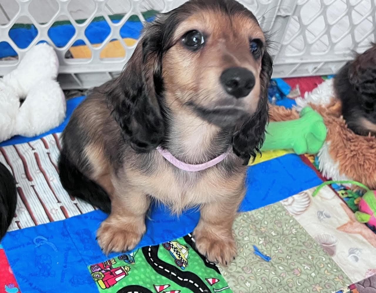 Long Haired and Smooth Miniature Dachshunds breeder in Florida